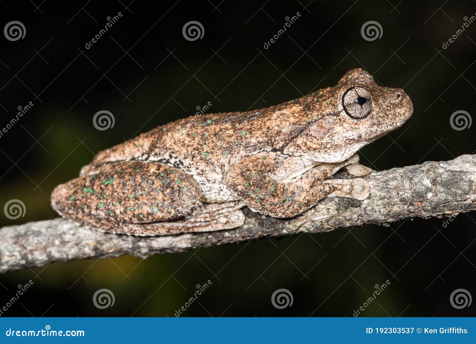 Blue Mountains Tree Frog stock image. Image of mountains - 192303537
