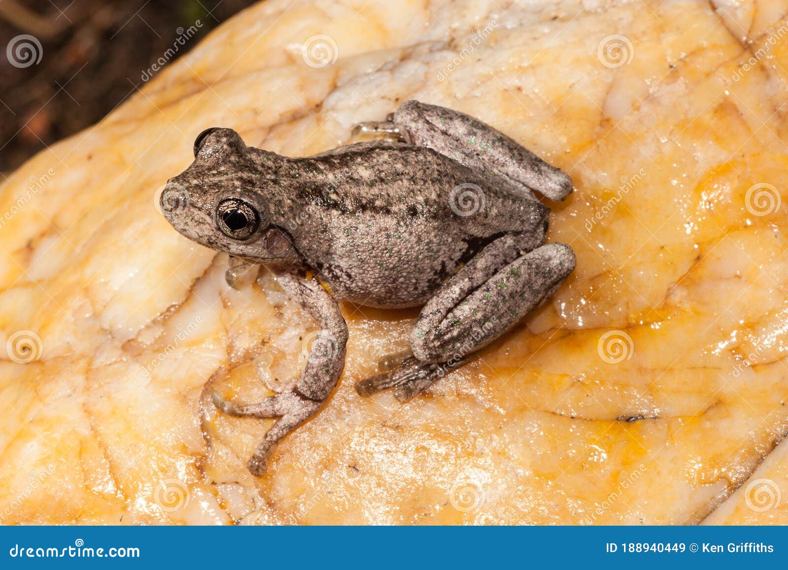 Peron`s Tree Frog stock image. Image of tree, frog, nature - 188940449