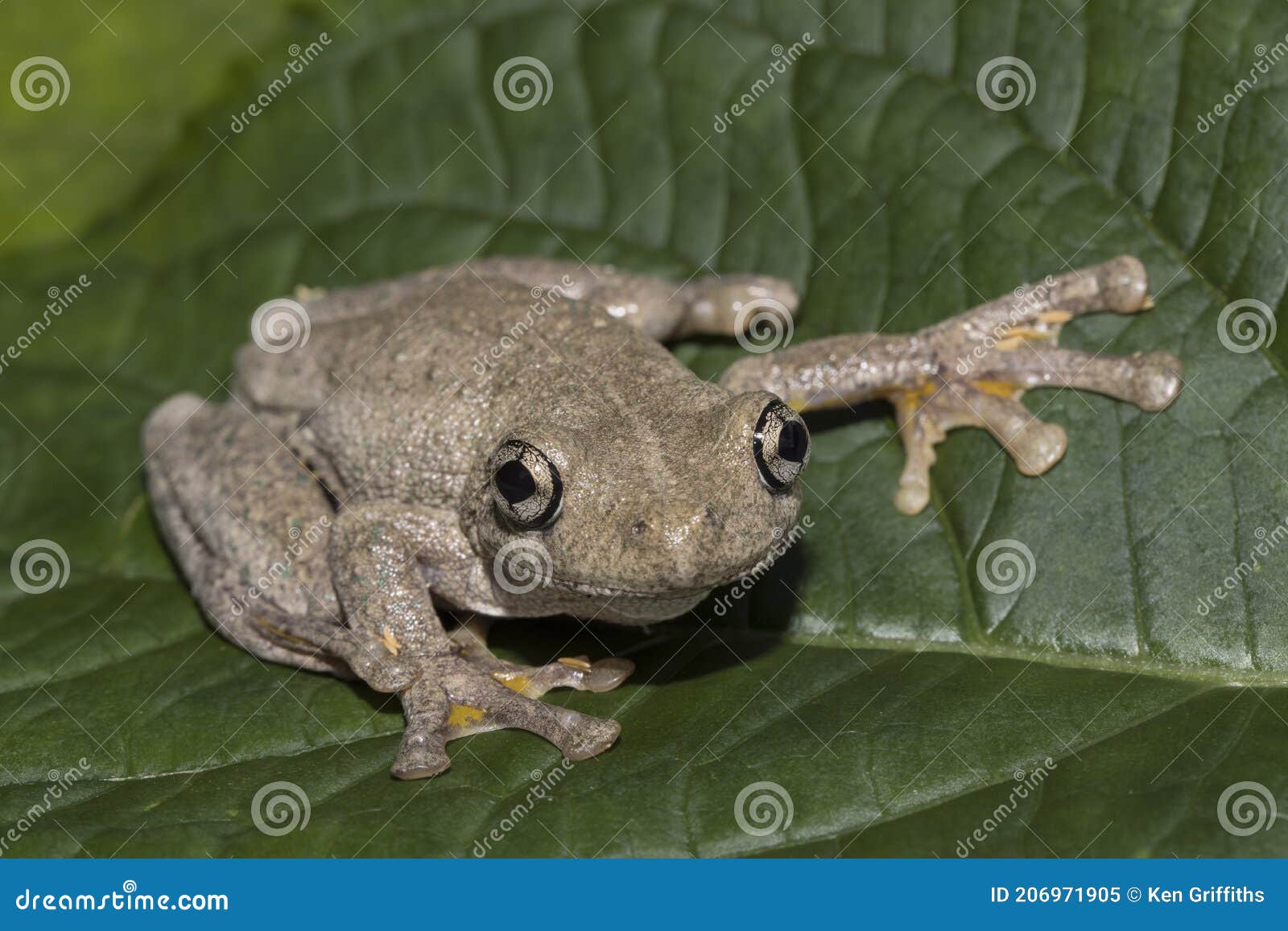Peron`s Tree Frog stock image. Image of tree, nature - 206971905