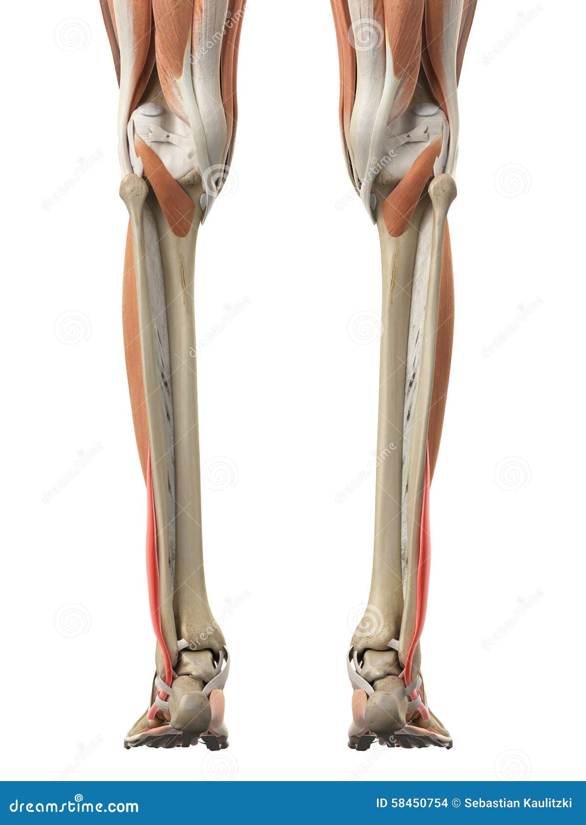 Peroneus Brevis Leg Muscle With Longus And Tertius Location Outline ...