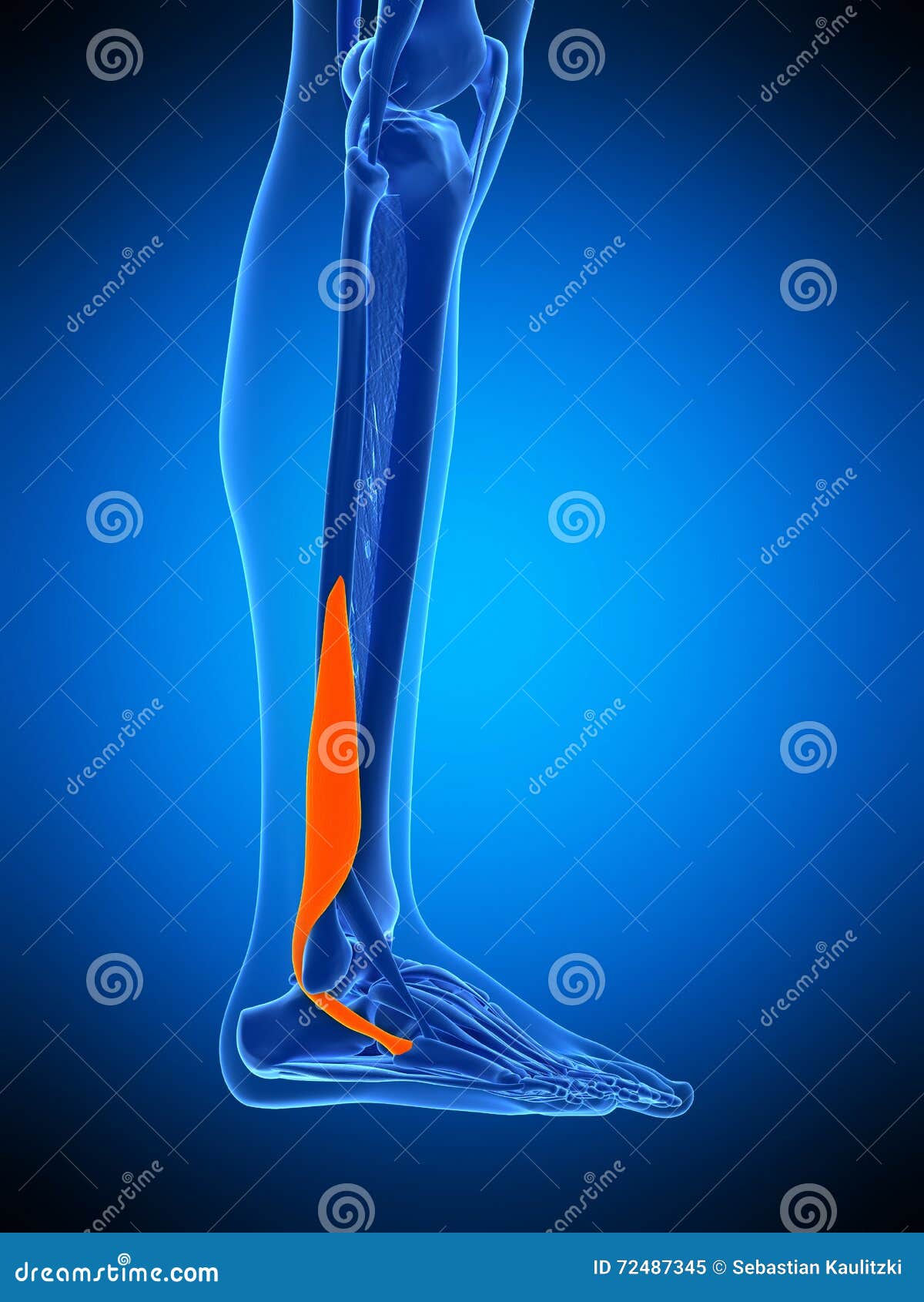 The peroneus brevis stock illustration. Illustration of human - 72487345