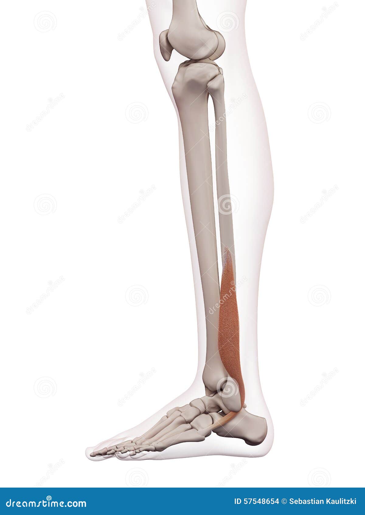 The peroneus brevis stock illustration. Illustration of rendering ...