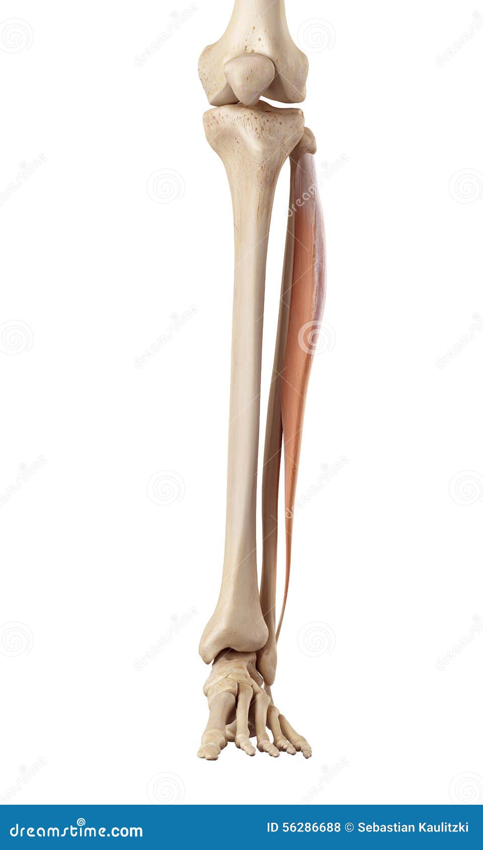 The peroneus longus stock illustration. Illustration of accurate - 56286688