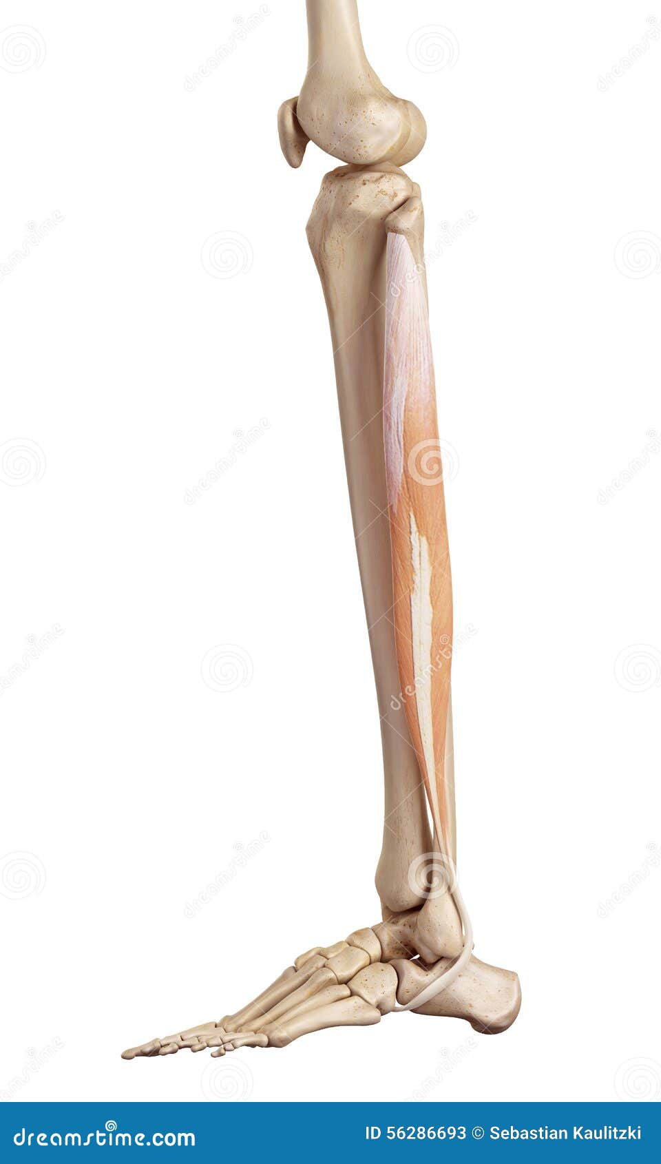 Peroneus Longus Muscle With Leg Muscular And Skeletal System Outline ...