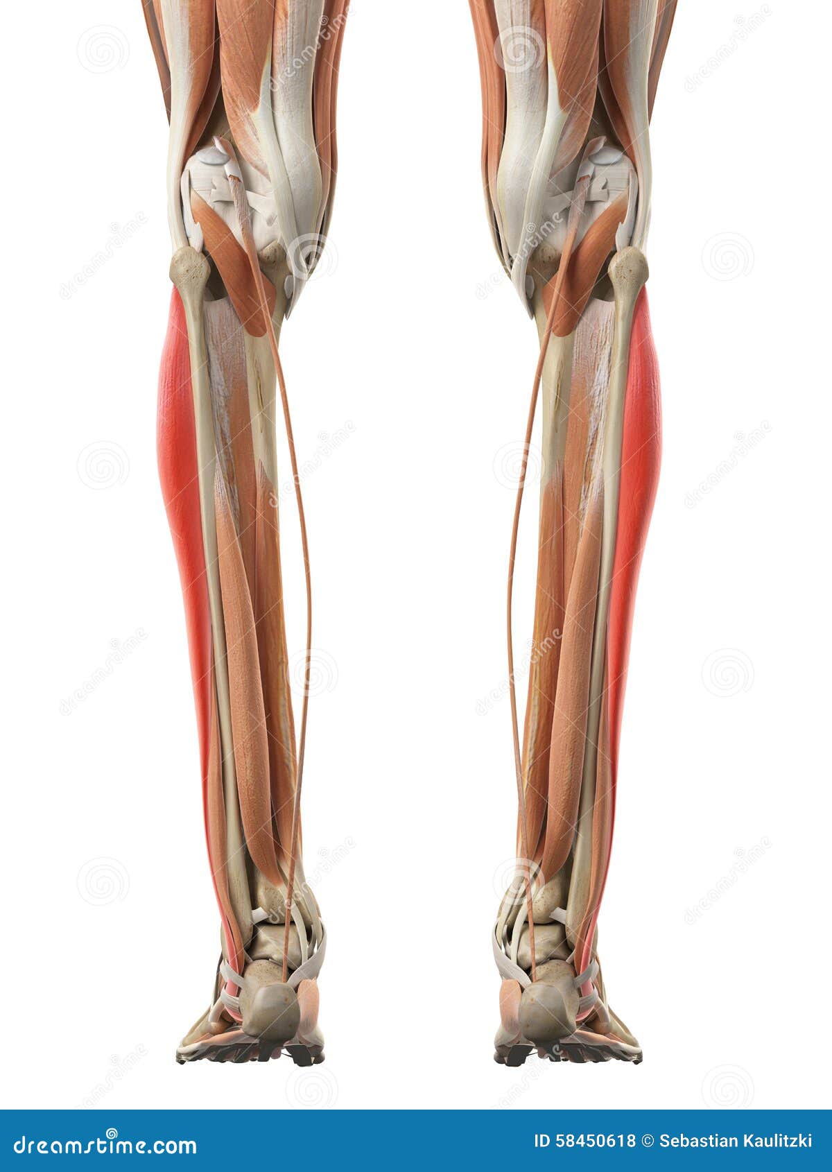 Peroneus Longus Muscle Vector Illustration | CartoonDealer.com #97669830