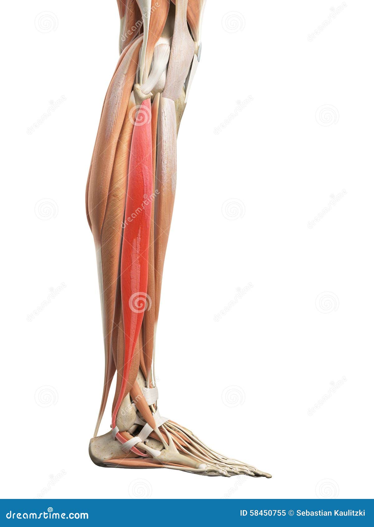 The Peroneus Longus Royalty-Free Illustration | CartoonDealer.com ...