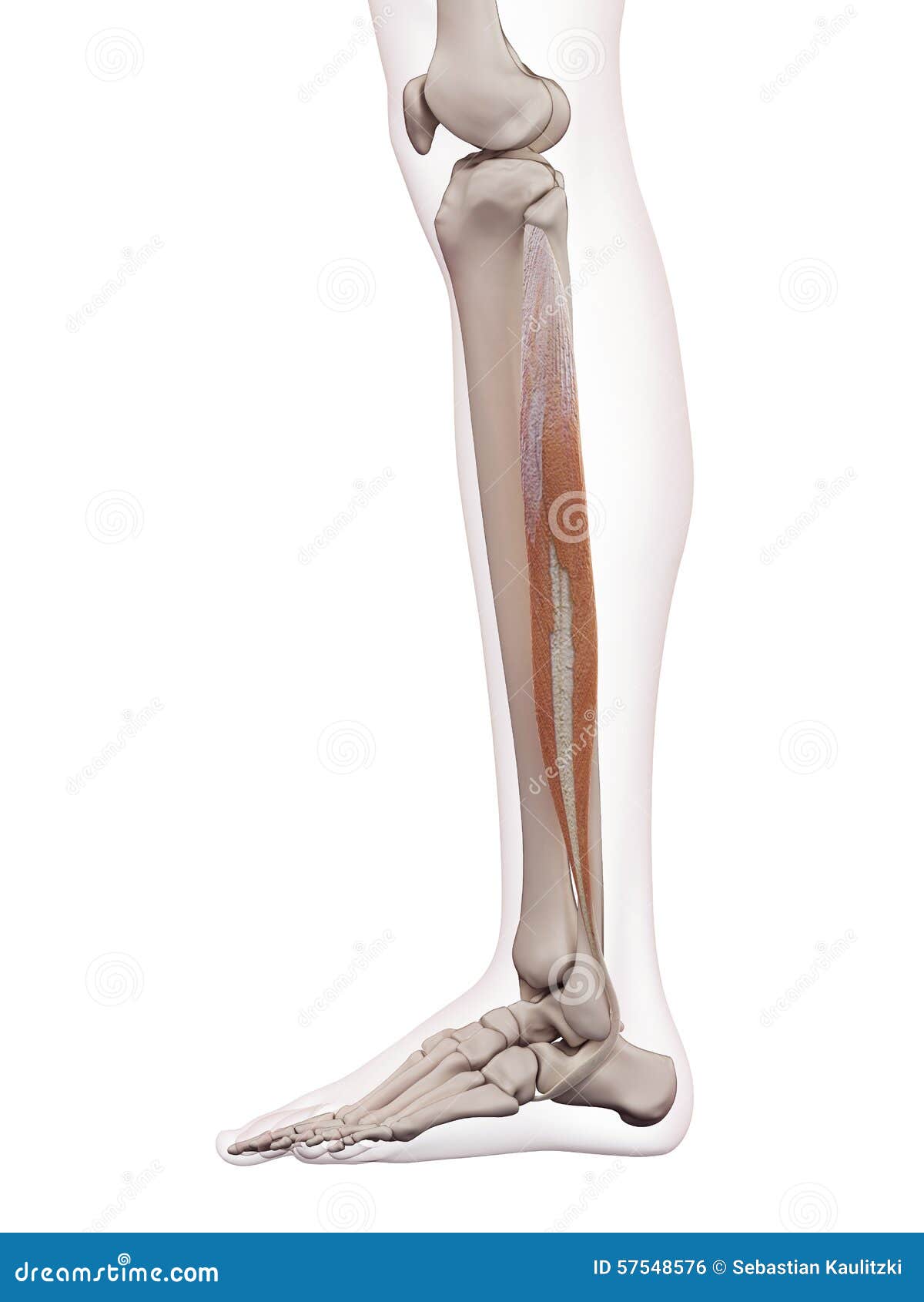 The peroneus longus stock illustration. Illustration of muscular - 57548576