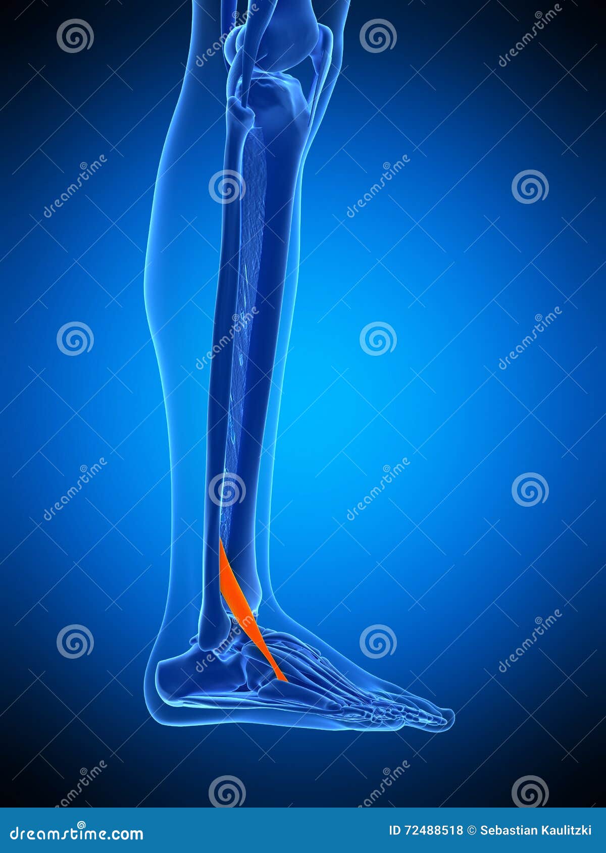 The peroneus tertius stock illustration. Illustration of muscle - 72488518