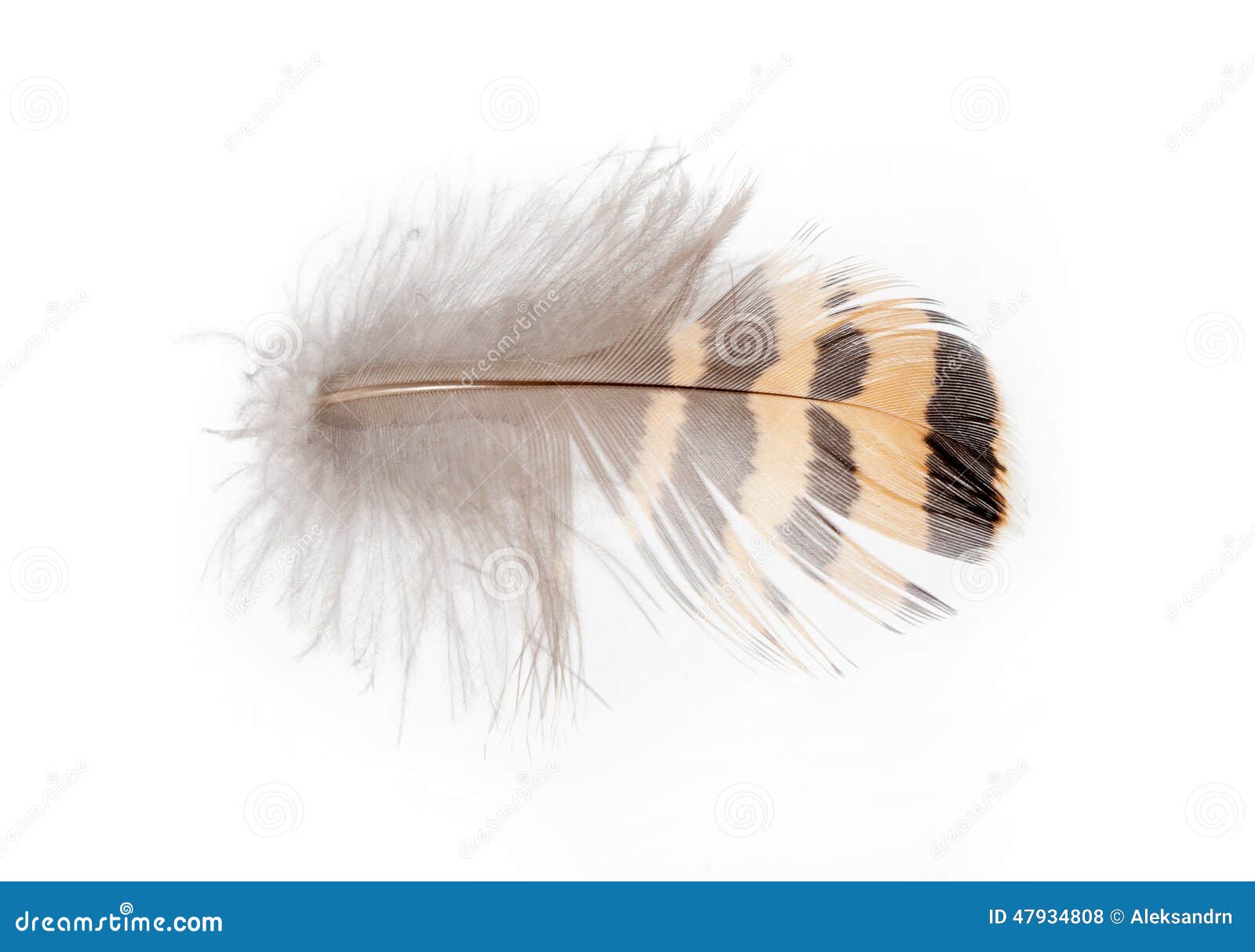 Perot grouse stock photo. Image of effortless, object - 47934808