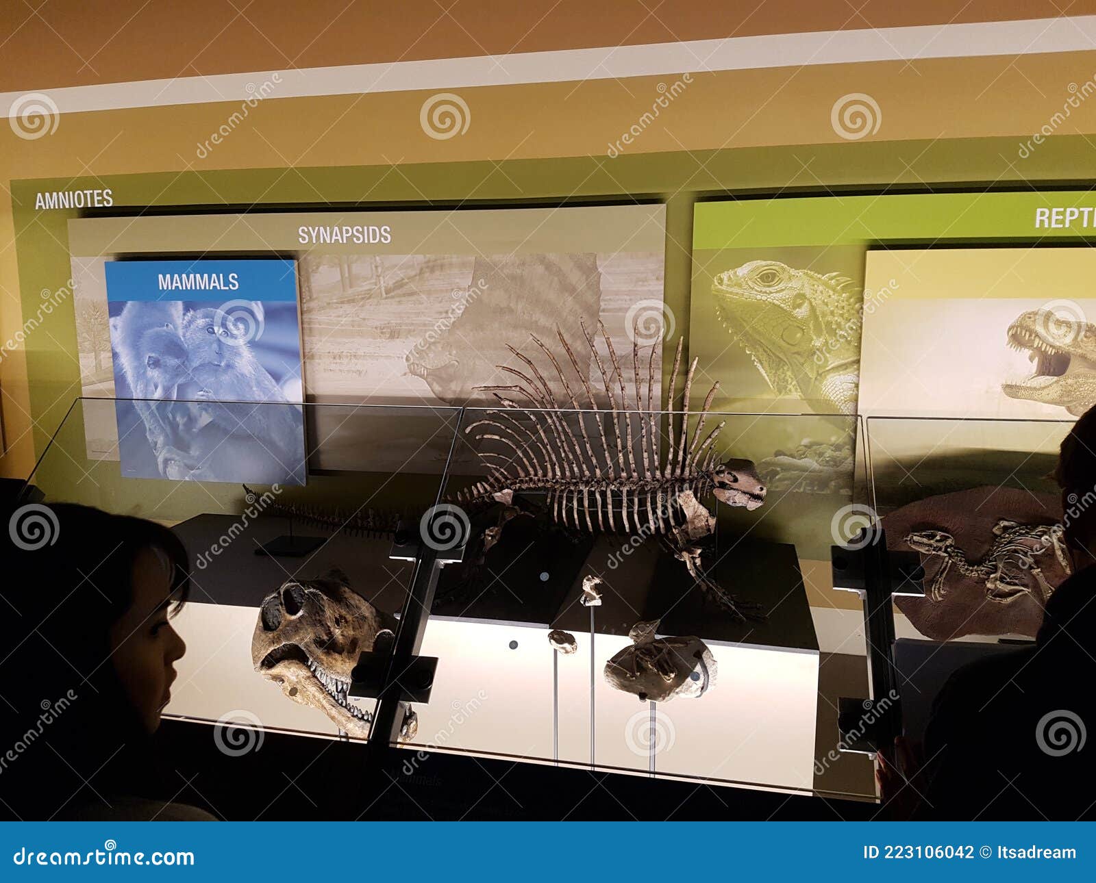 Perot Museum, Dallas editorial photography. Image of bone - 223106042