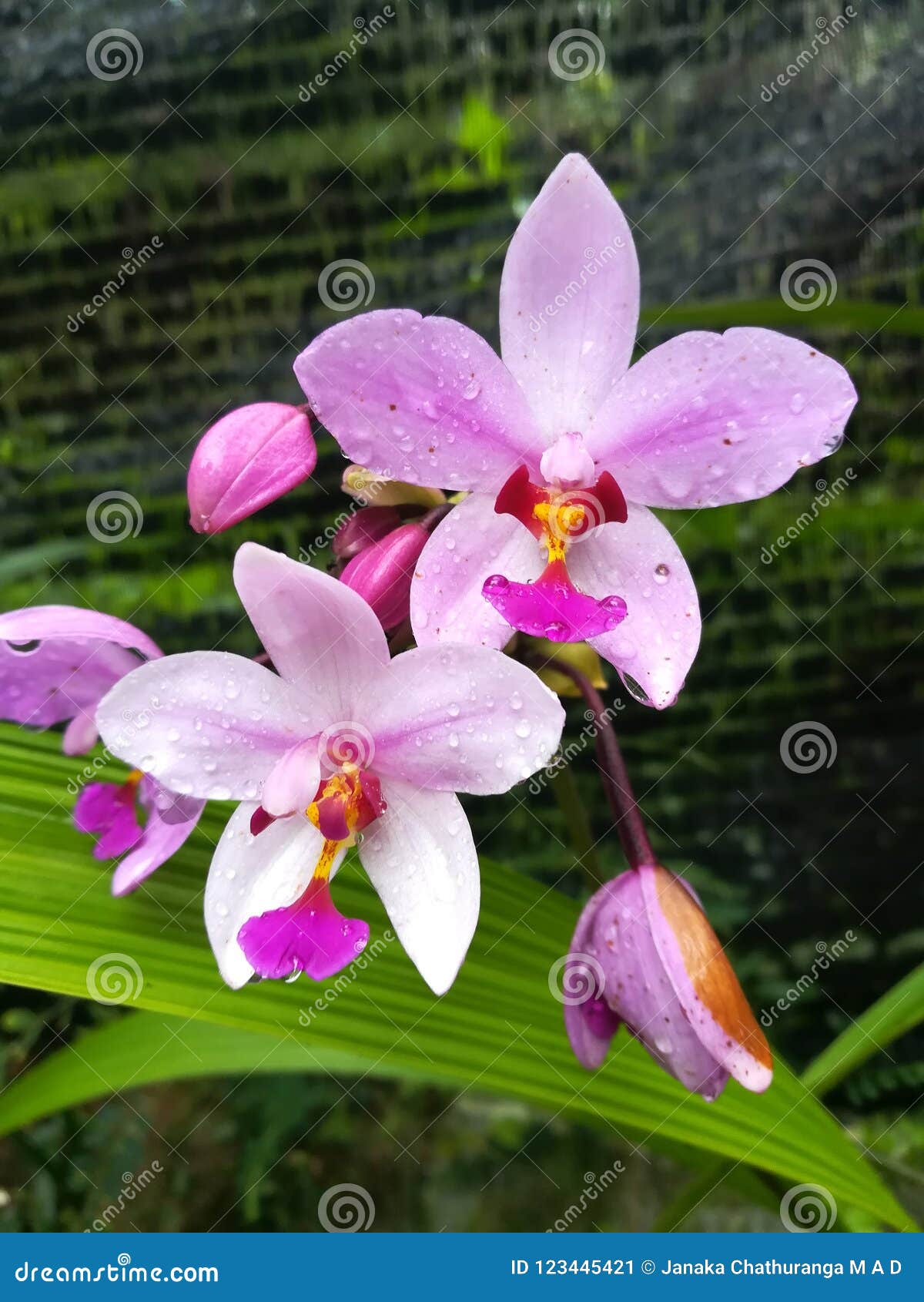 Perpal colour flower stock image. Image of flower, lanka - 123445421