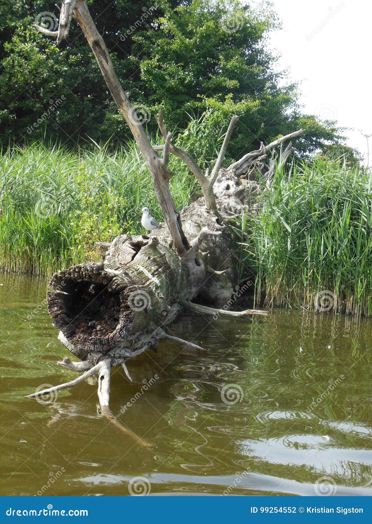 Bird on a log stock photo. Image of line, perpendicular - 99254552
