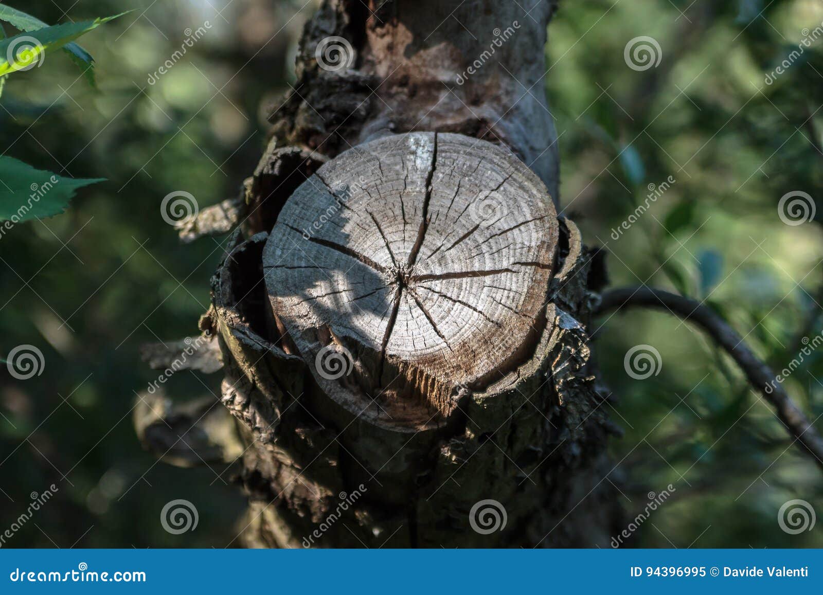 Perpendicular Photo of a Tree with a Cut Branch Stock Image - Image of ...