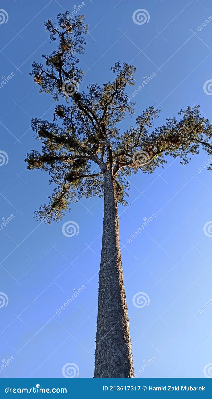 Perpendicular Tree in a Clear Sky Stock Image - Image of blue, spring ...