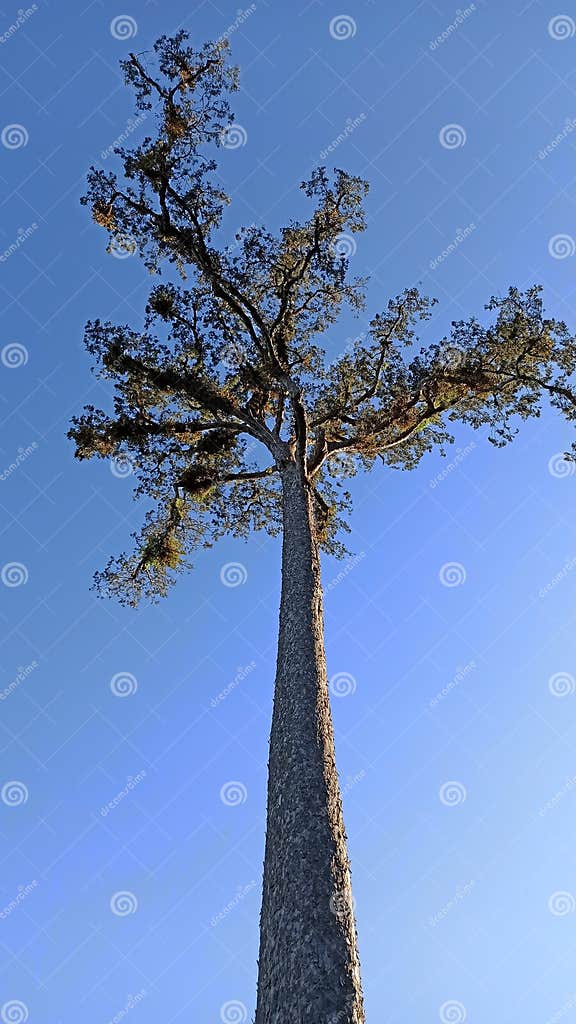 Perpendicular Tree in a Clear Sky Stock Image - Image of blue, spring ...