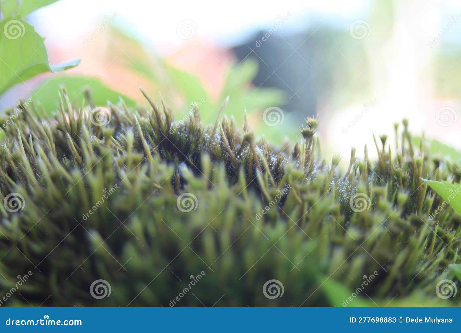 Perpetual Green Algae Plants Stock Image - Image of plants, shrub ...