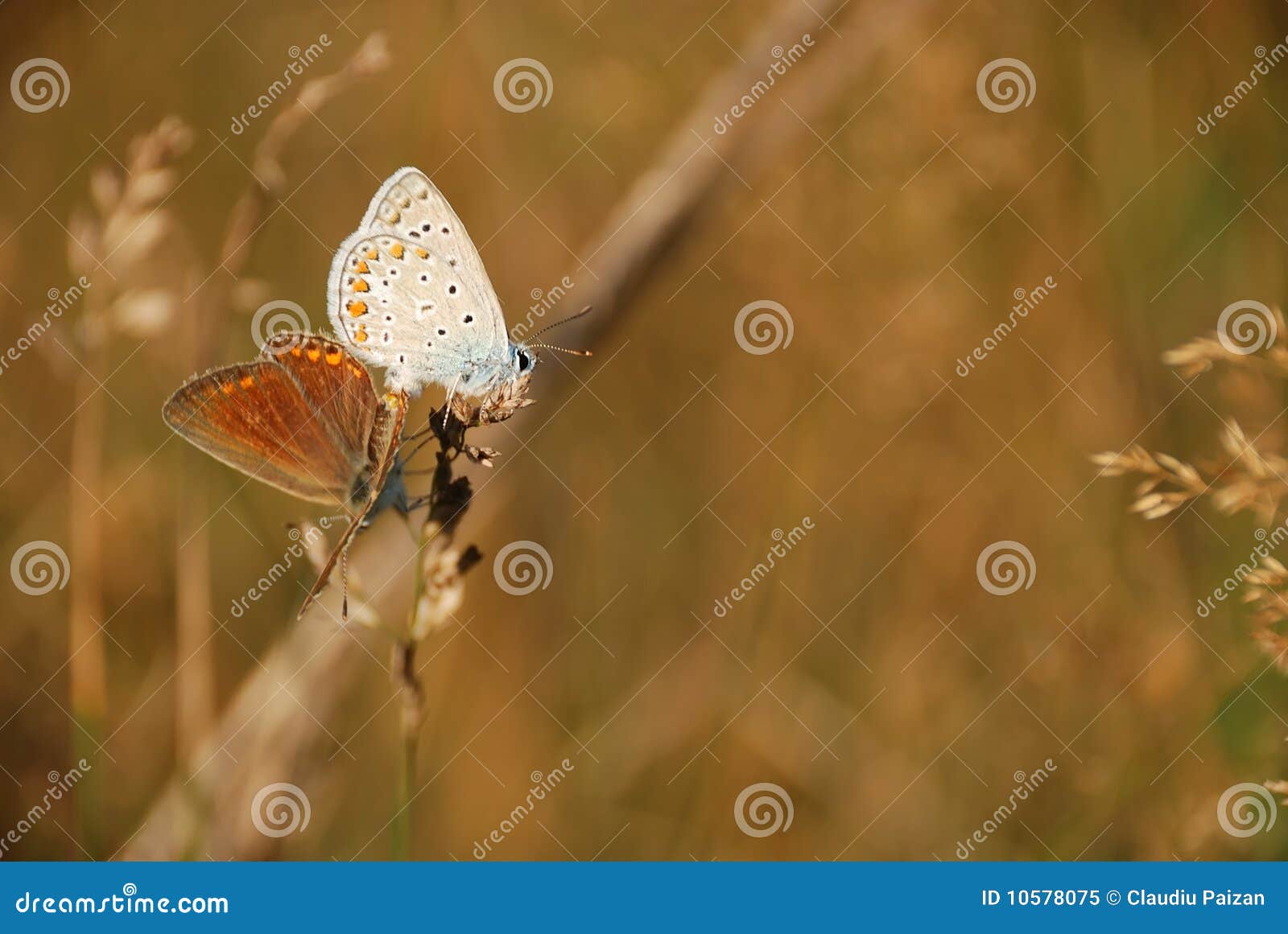 Perpetuating species stock image. Image of gamy, abstraction - 10578075