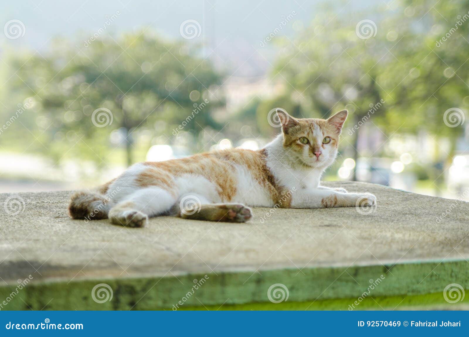 Perplexed stock image. Image of feline, resting, small - 92570469