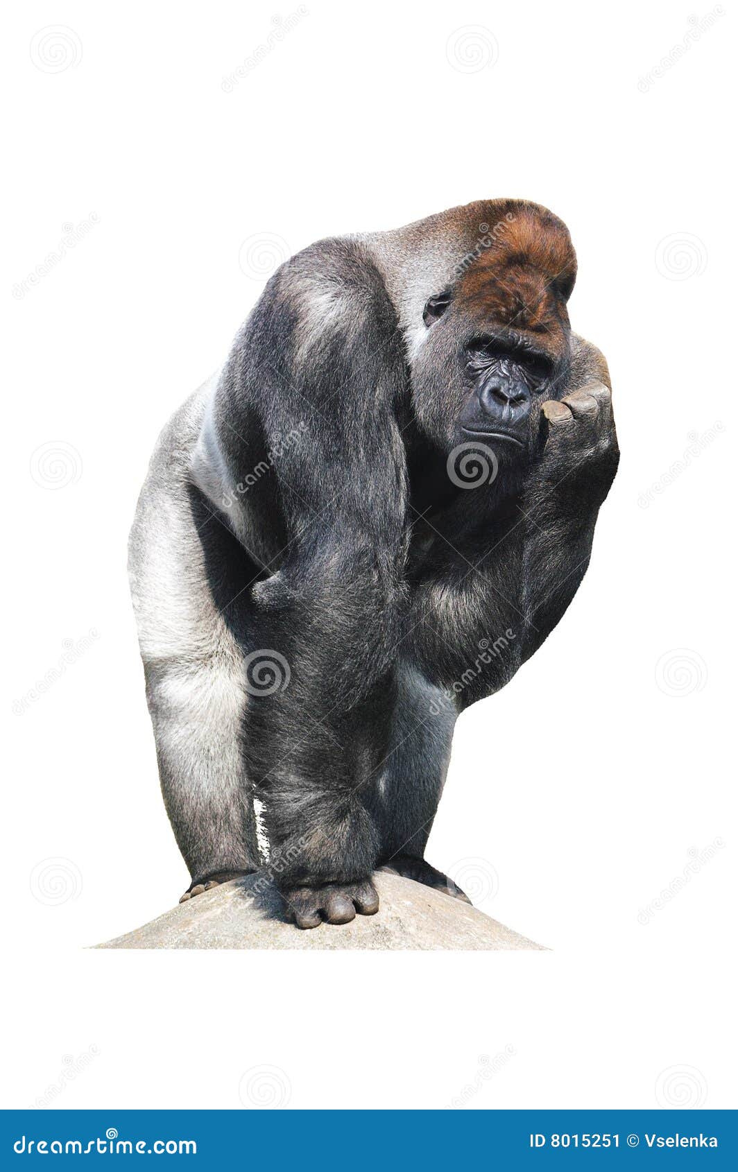 Perplexed gorilla stock image. Image of expression, like - 8015251
