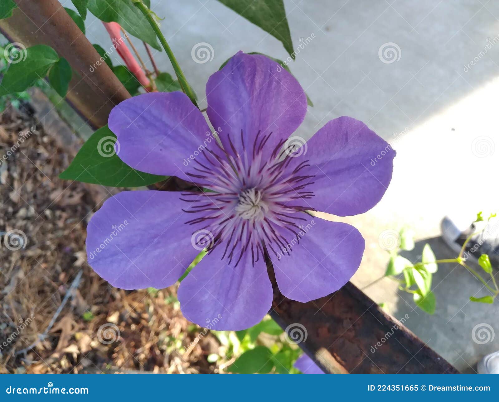 Perplexed Purple Flower Stock Photos - Free & Royalty-Free Stock Photos ...