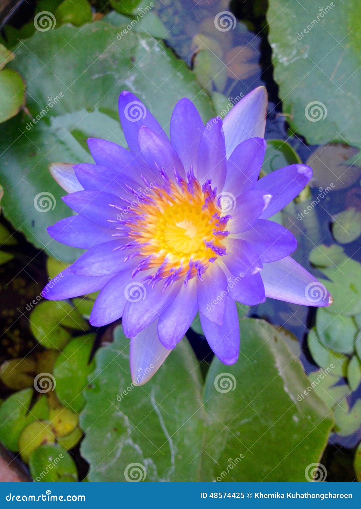 Perpul flower stock image. Image of nature, beautiful - 48574425
