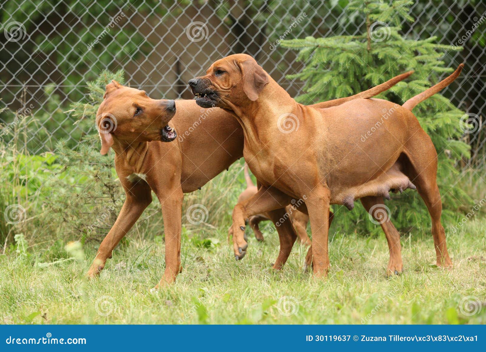 Perras Del Ridgeback De Rhodesian Imagen de archivo - Imagen de mirando ...