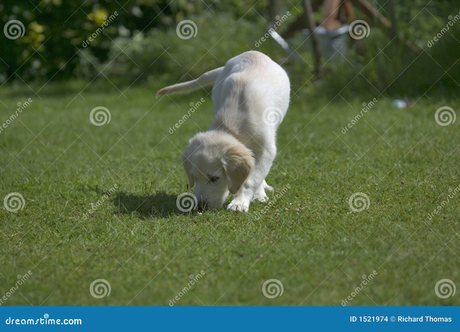 Perrito foto de archivo. Imagen de amigo, dorado, piel - 1521974