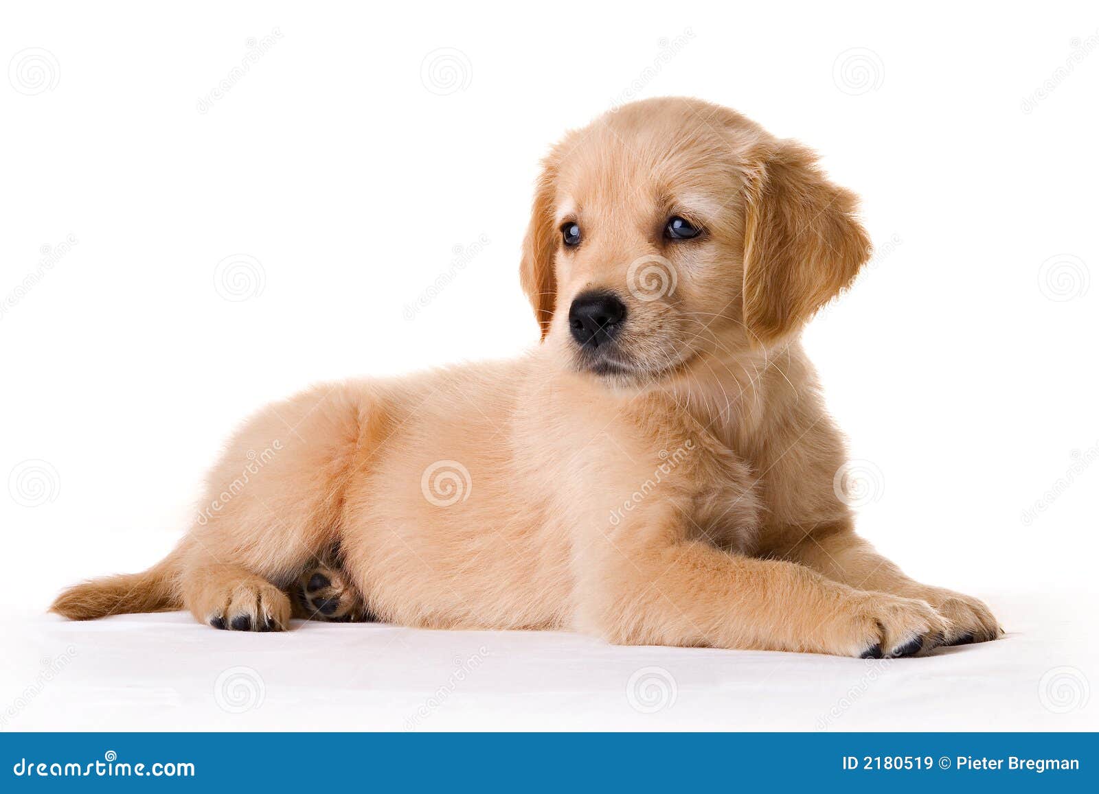 Perrito imagen de archivo. Imagen de perrito, humor, adorable - 2180519