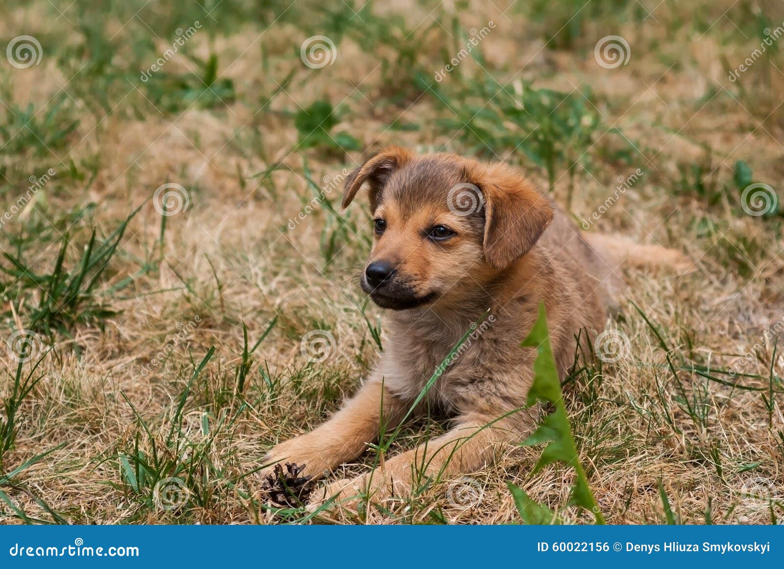 Perrito foto de archivo. Imagen de mirada, perro, fondo - 60022156