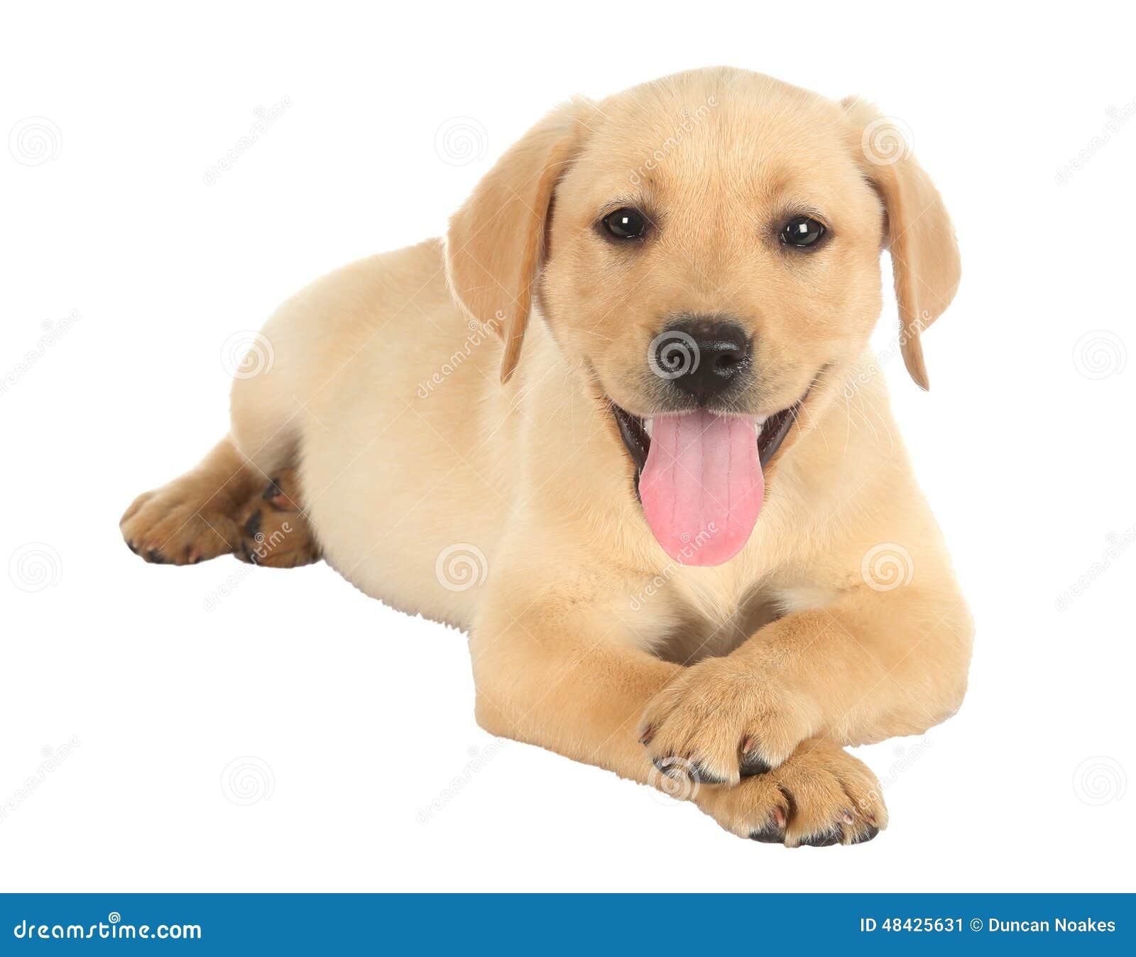 Perrito Adorable Con Las Piernas Cruzadas Imagen de archivo - Imagen de ...