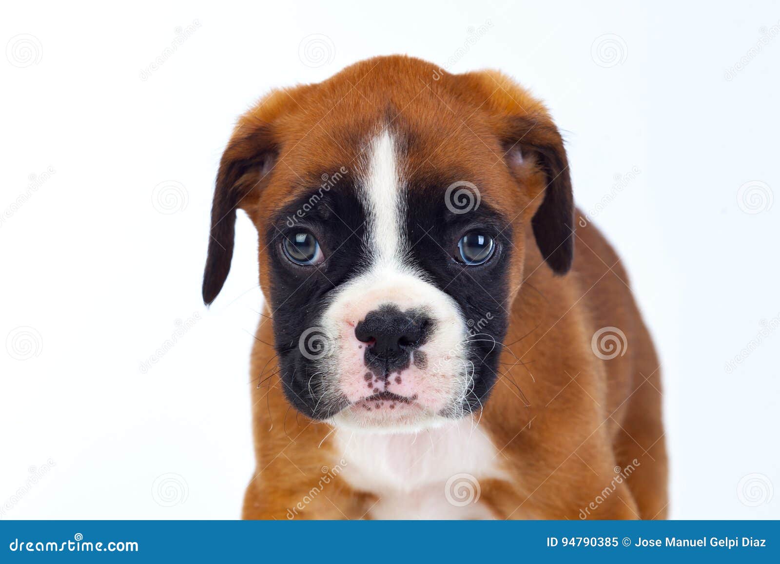 Perrito Adorable Del Boxeador Imagen de archivo - Imagen de purebred ...