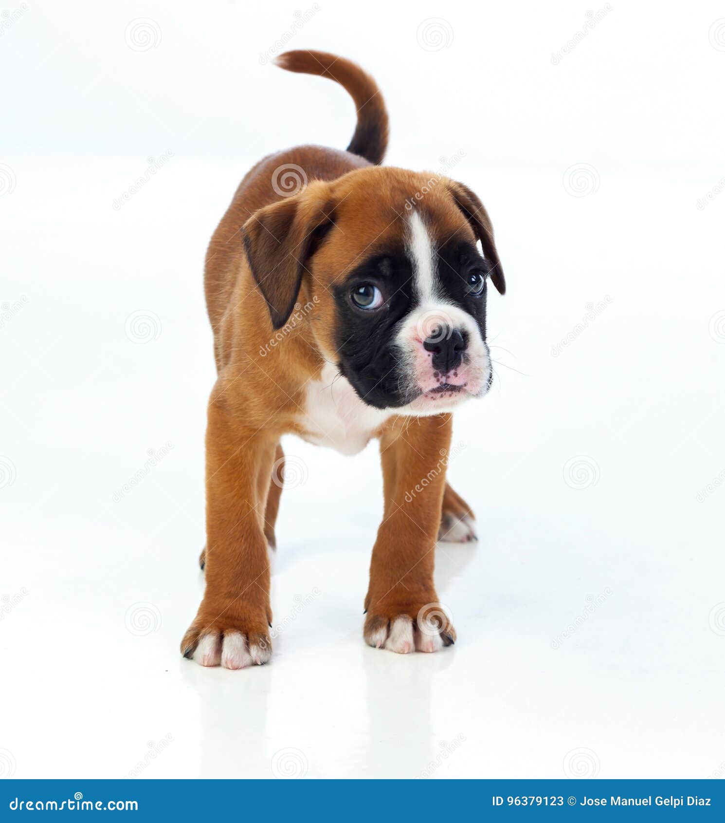 Perrito Adorable Del Boxeador Imagen de archivo - Imagen de divertido ...