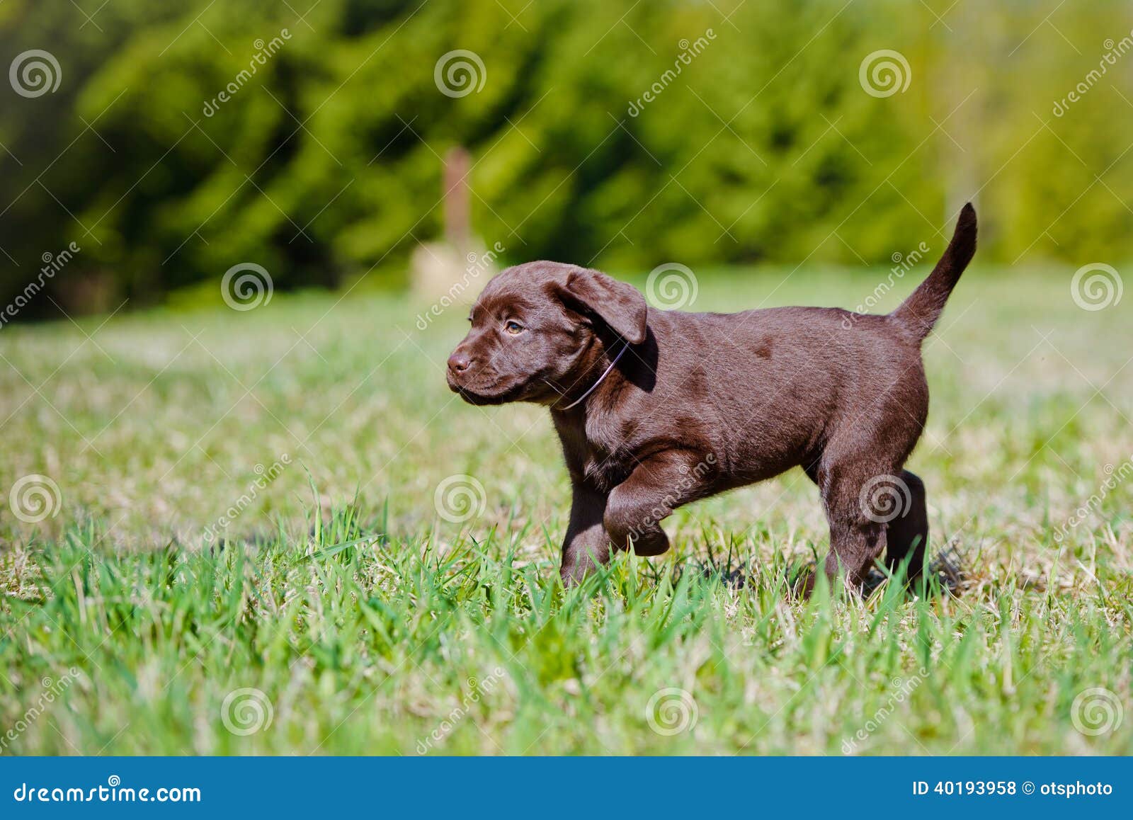 Perrito Adorable Del Labrador Retriever Foto de archivo - Imagen de ...