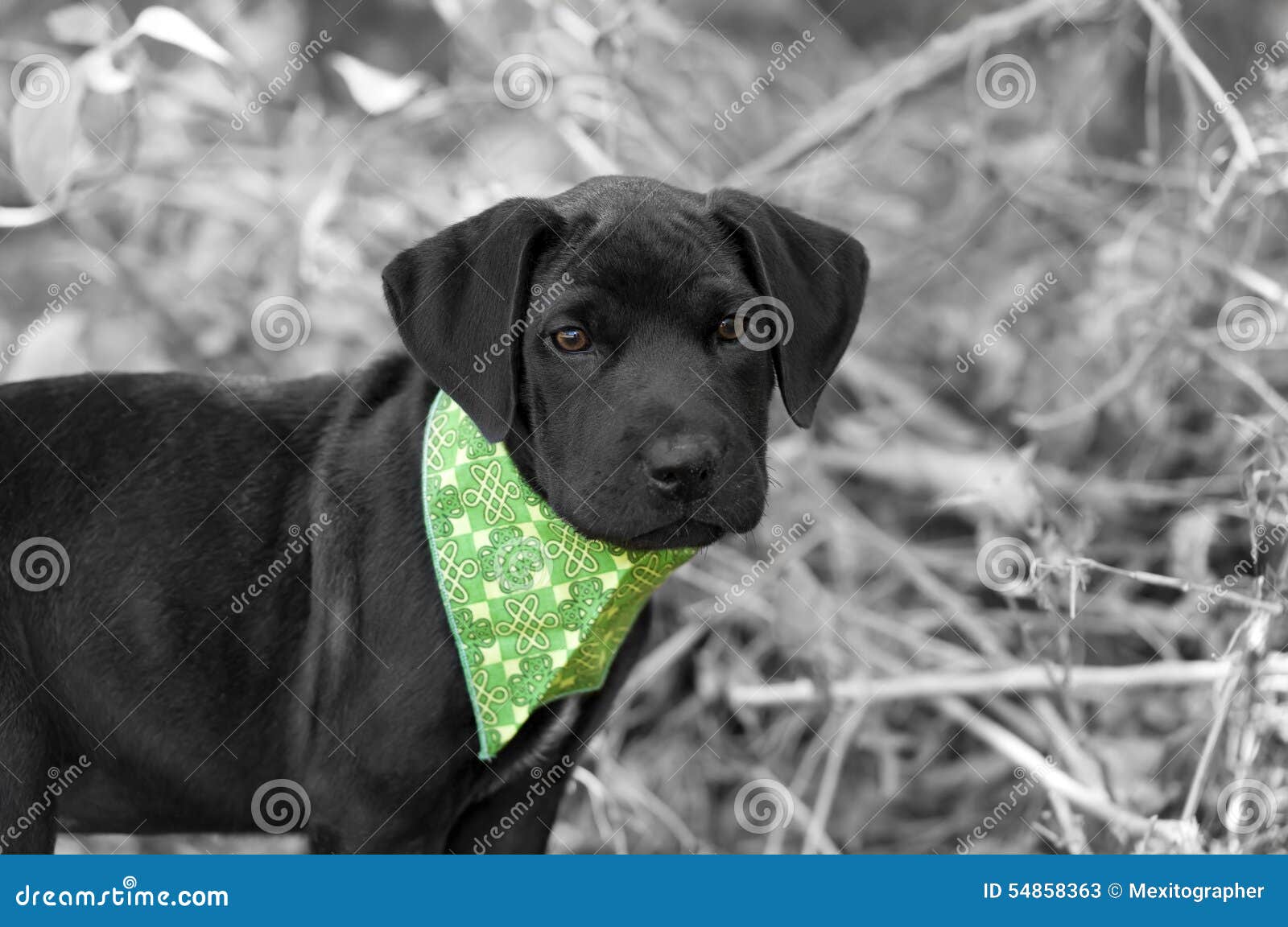 Perrito adorable lindo imagen de archivo. Imagen de curioso - 54858363