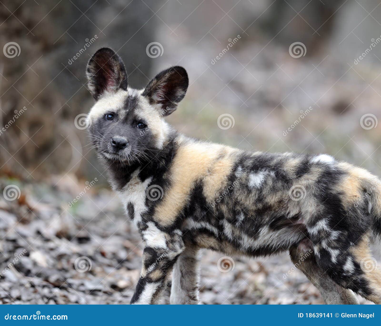 Perrito Africano Del Perro Salvaje Imagen de archivo - Imagen de ...