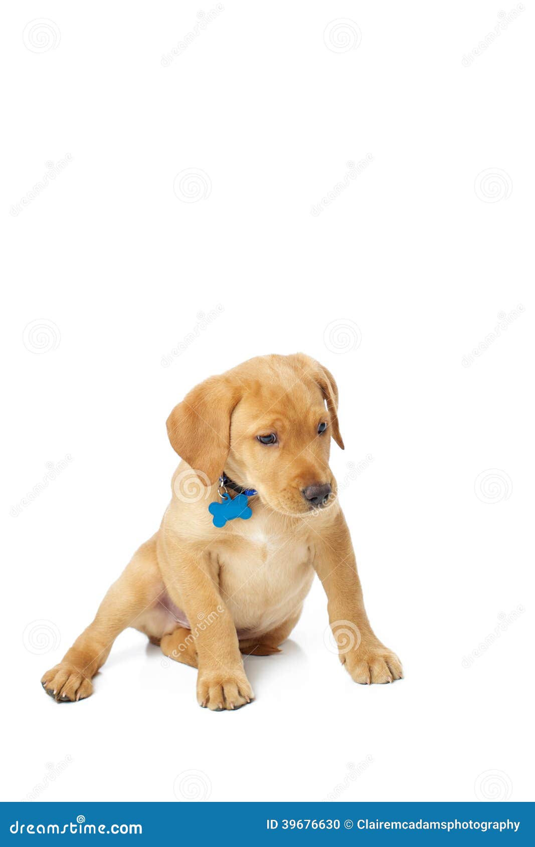 Perrito Amarillo De Labrador Foto de archivo - Imagen de estudio ...