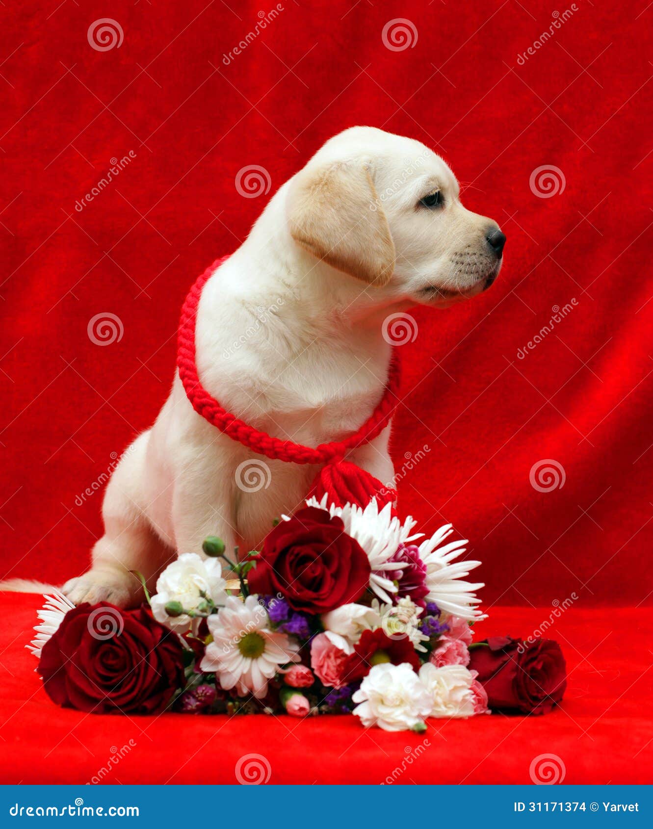 Perrito Amarillo De Labrador Con Las Flores Foto de archivo - Imagen de ...