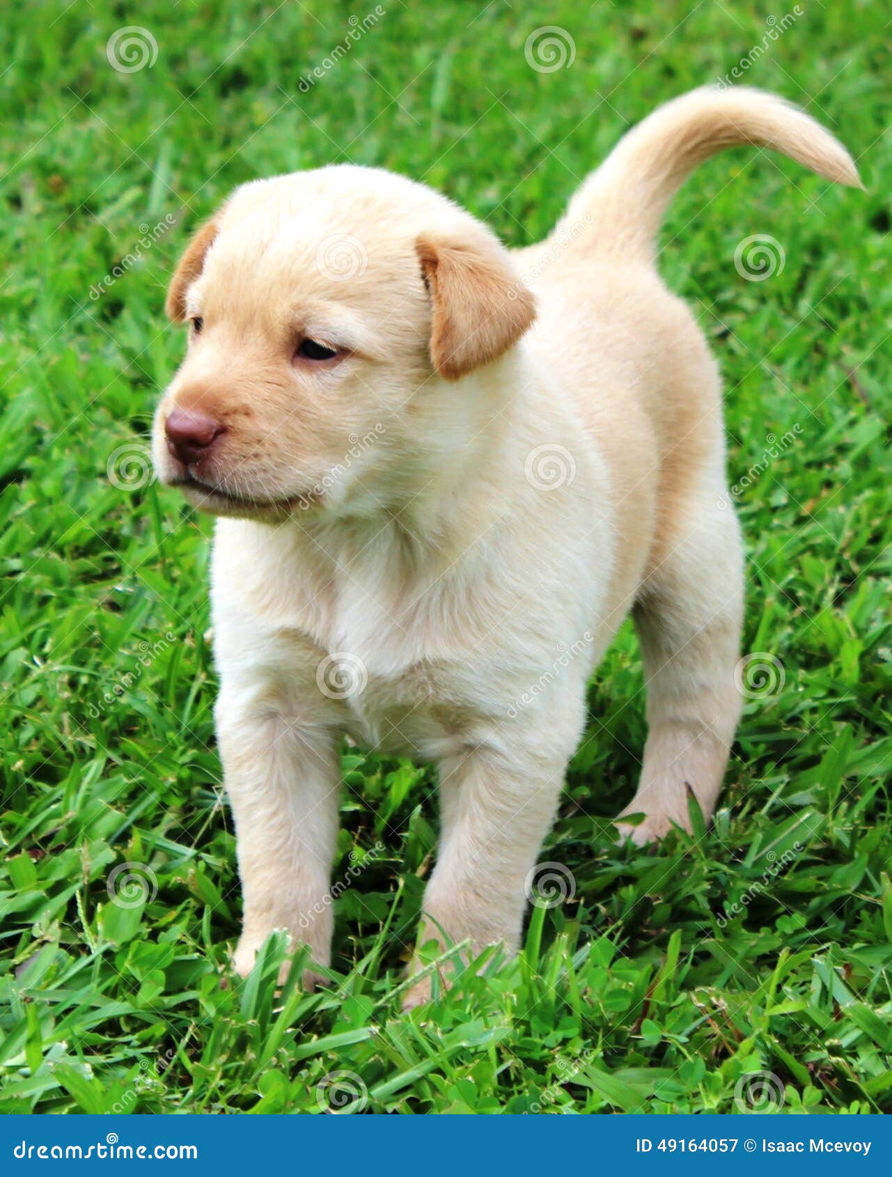 Perrito Amarillo Del Laboratorio Imagen de archivo - Imagen de lindo ...