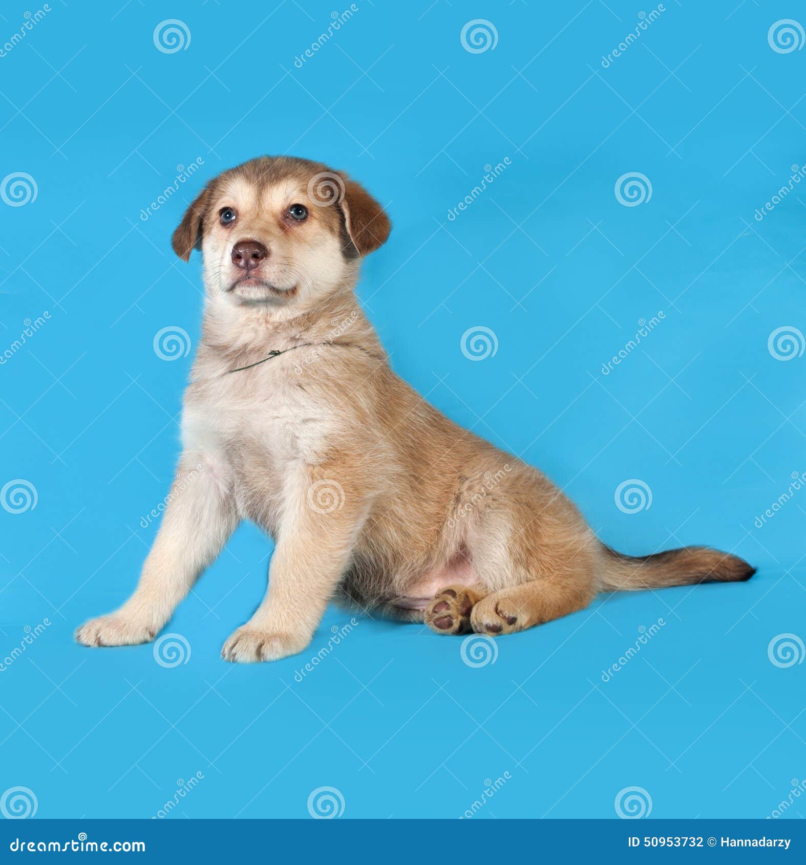 Perrito Amarillo Que Se Sienta En Azul Foto de archivo - Imagen de ...