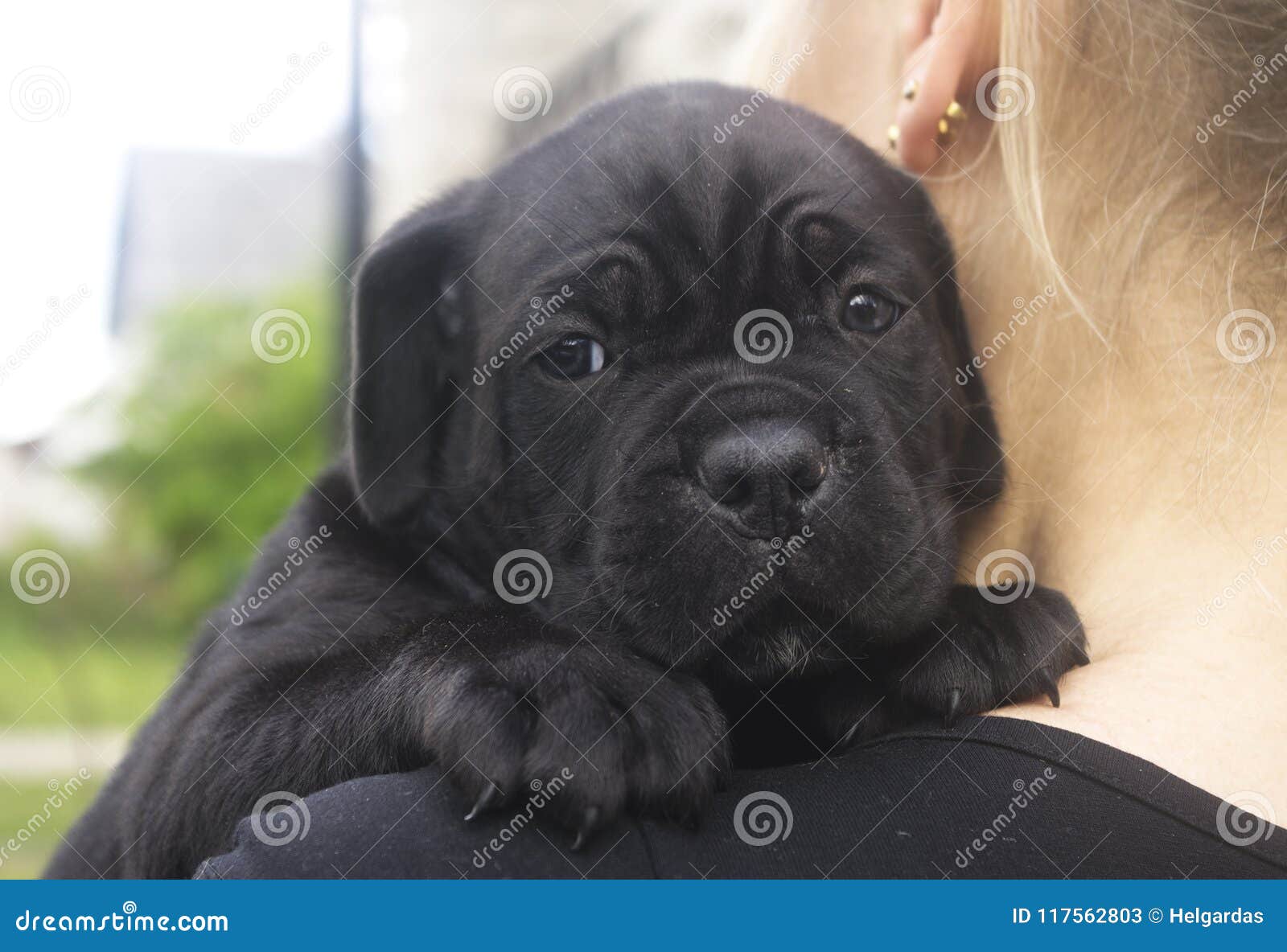Perrito asustado imagen de archivo. Imagen de blanco - 117562803