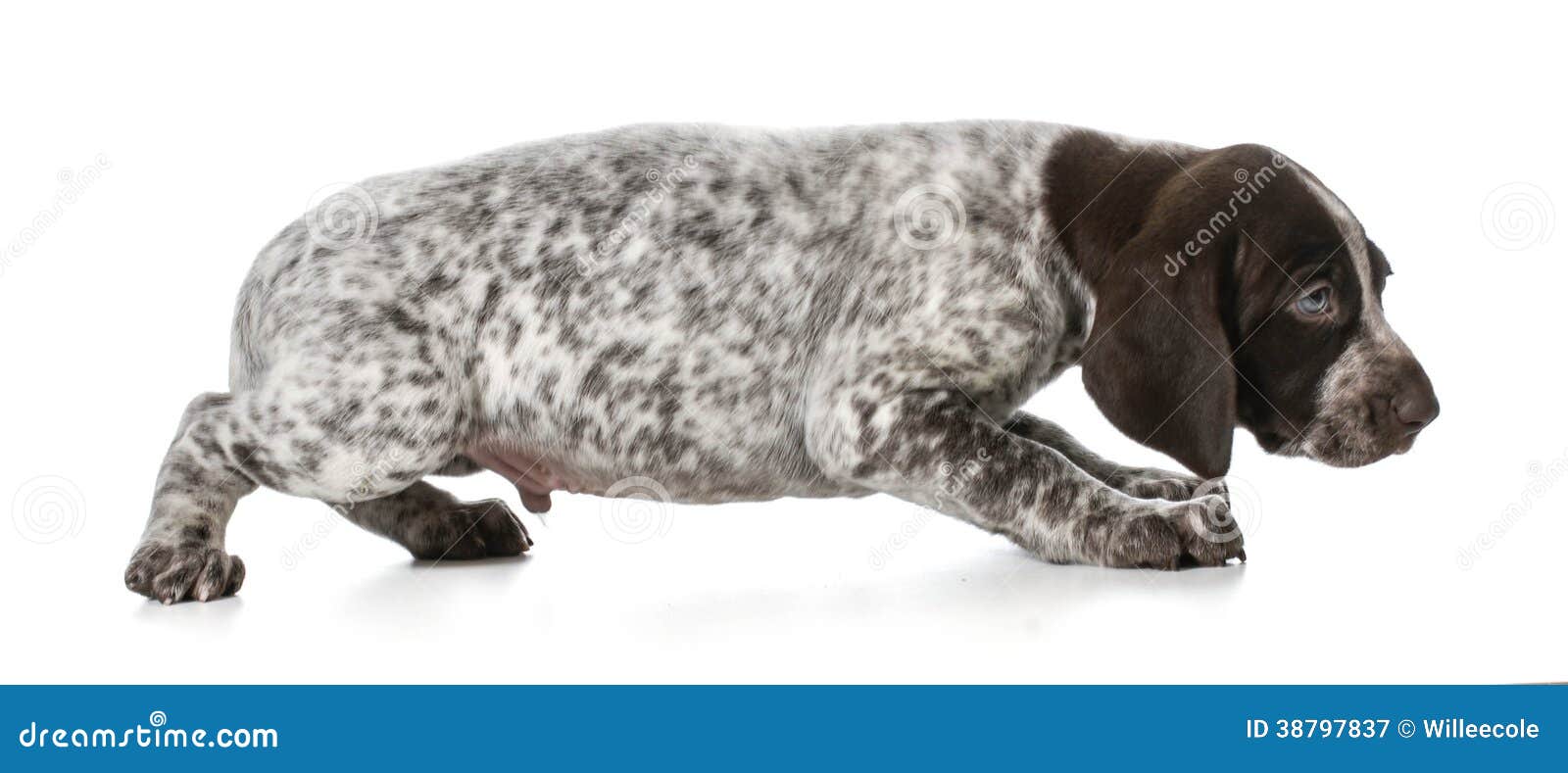 Perrito asustado imagen de archivo. Imagen de paro, estudio - 38797837