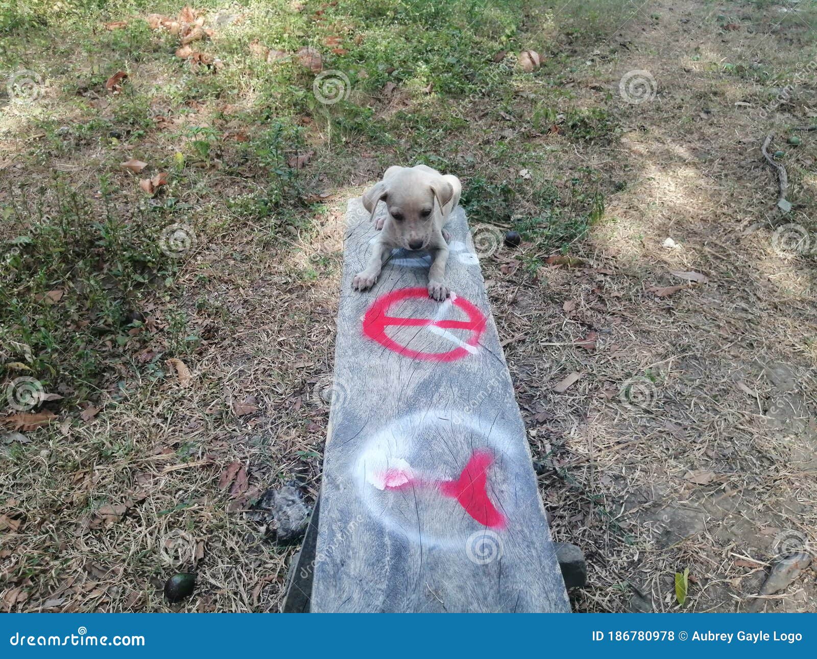 Perrito asustado foto de archivo. Imagen de perrito - 186780978