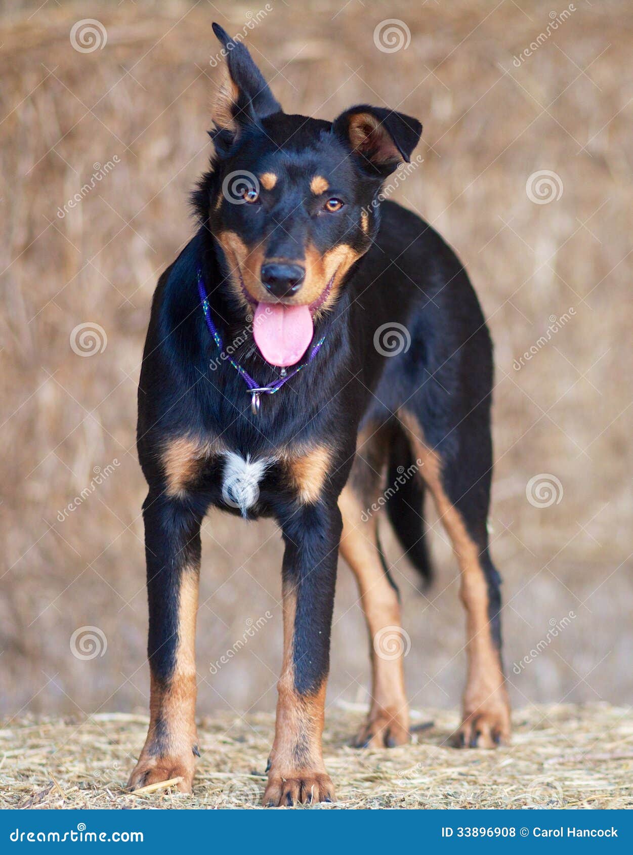 Perrito Australiano Del Kelpie Foto de archivo - Imagen de perro ...