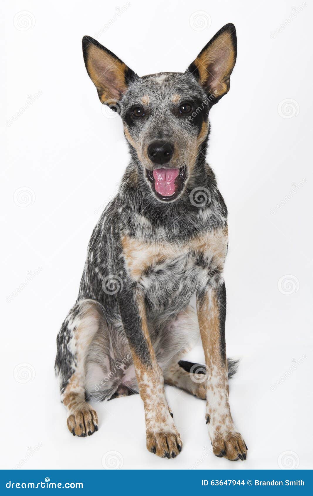 Perrito azul del heeler foto de archivo. Imagen de pastor - 63647944