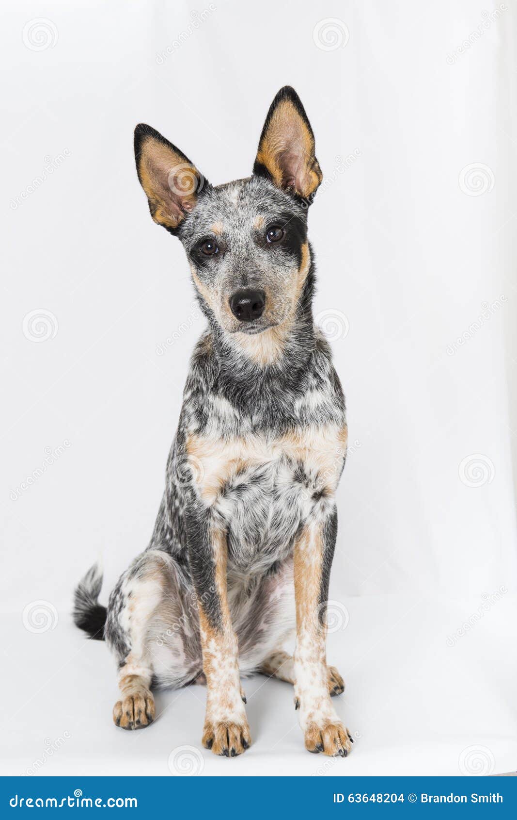 Perrito azul del heeler foto de archivo. Imagen de casta - 63648204