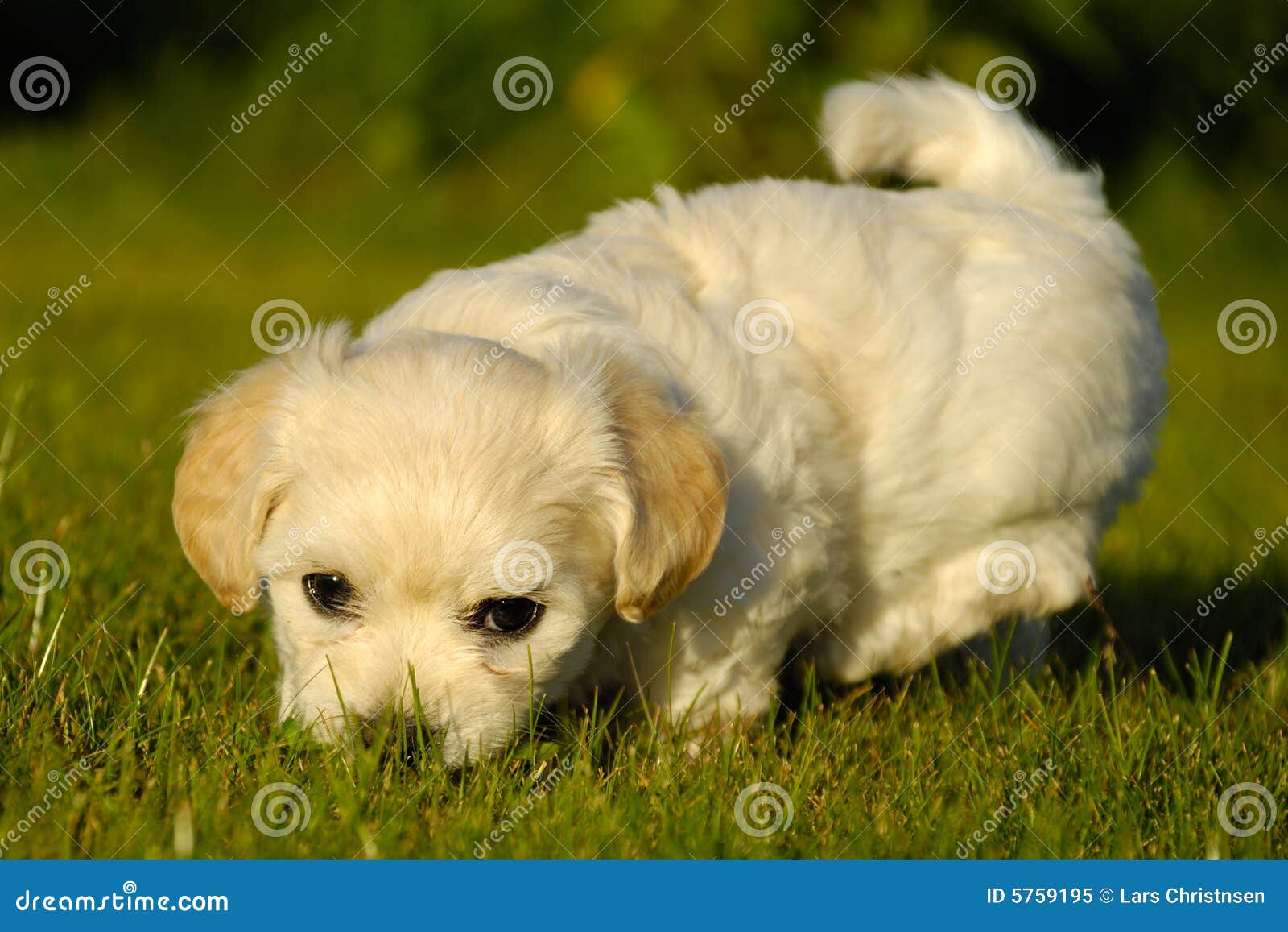 Perrito blanco imagen de archivo. Imagen de poco, perrito - 5759195