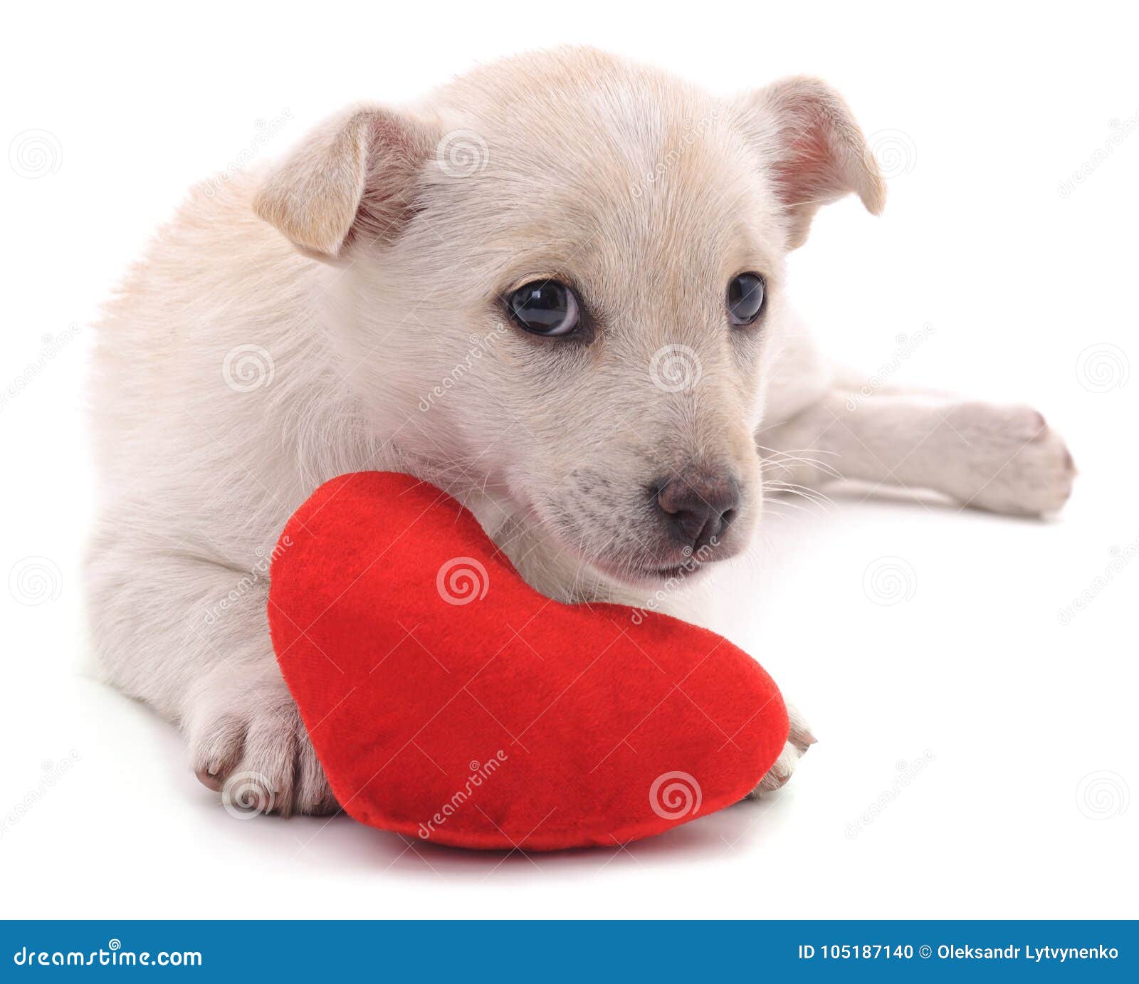 Perrito Blanco Con El Corazón Foto de archivo - Imagen de forma ...
