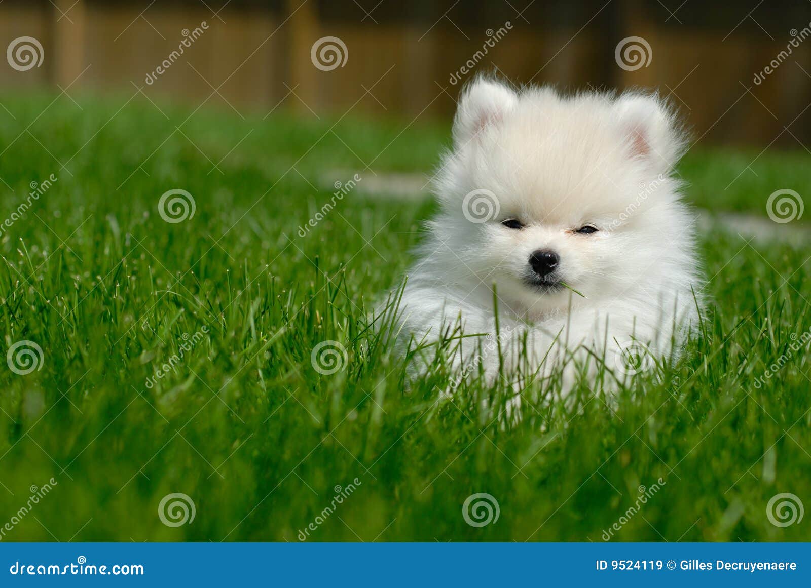 Perrito Blanco De Pomeranian En Césped Imagen de archivo - Imagen de ...