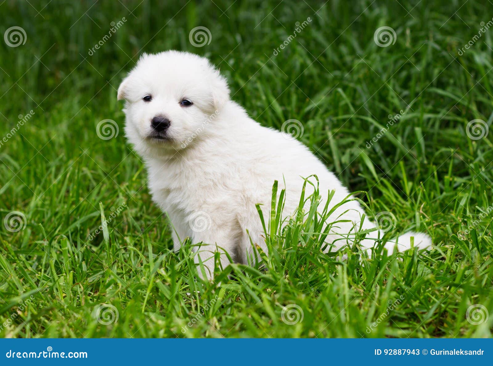 Perrito blanco del pastor imagen de archivo. Imagen de perritos - 92887943