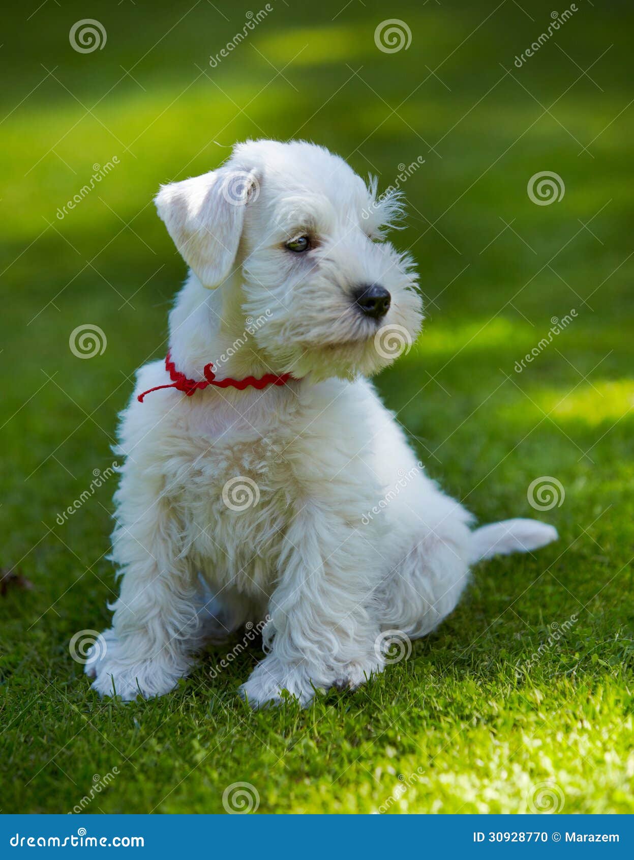 Perrito Blanco Del Schnauzer Miniatura Foto de archivo - Imagen de ...